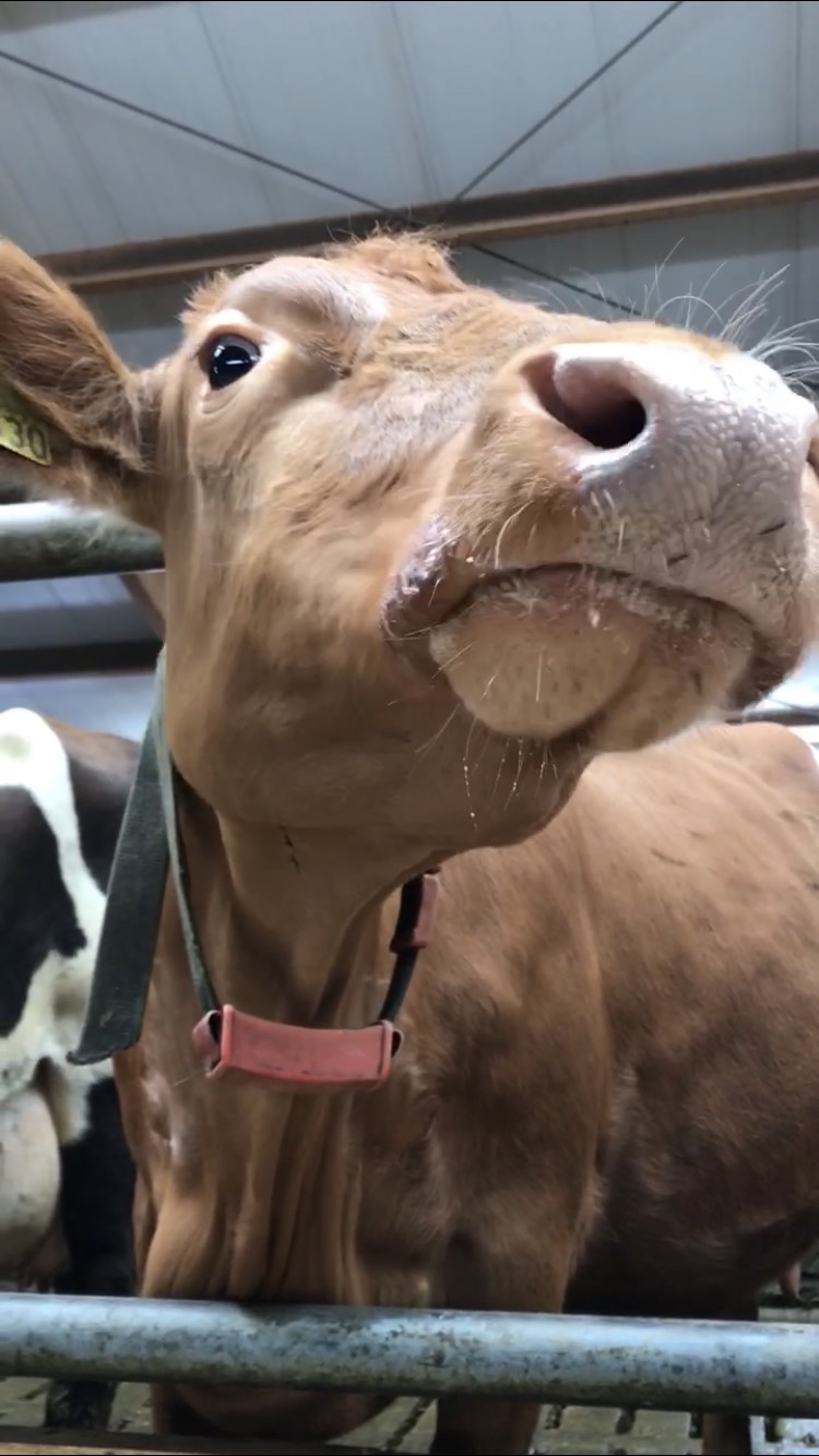 Happy Cows | Center for Ecological Living and Learning
